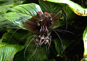 百合亚纲 Liliidae 蓝色动物学（中国动物学科普）